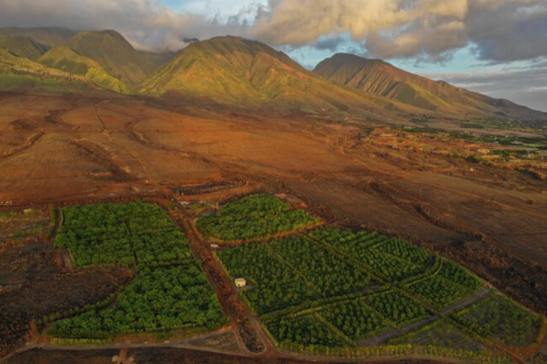The Unbelievable Legend Of The Hawaii Menehune