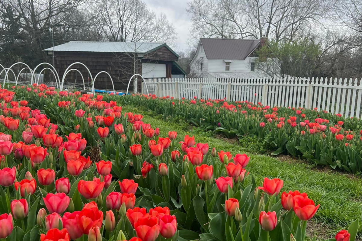 Gooseberry Bridge Farm: Visit a Flower Farm With Baby Animals in ...