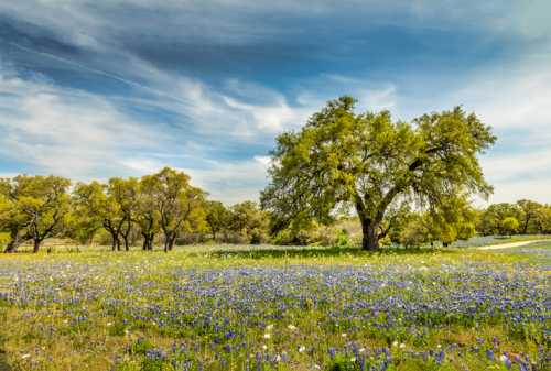 Salt Lake In Texas: La Sal Del Rey In Edinburg
