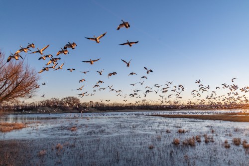 Birdwatching in Kentucky: Ballard Wildlife Management Area, La Center