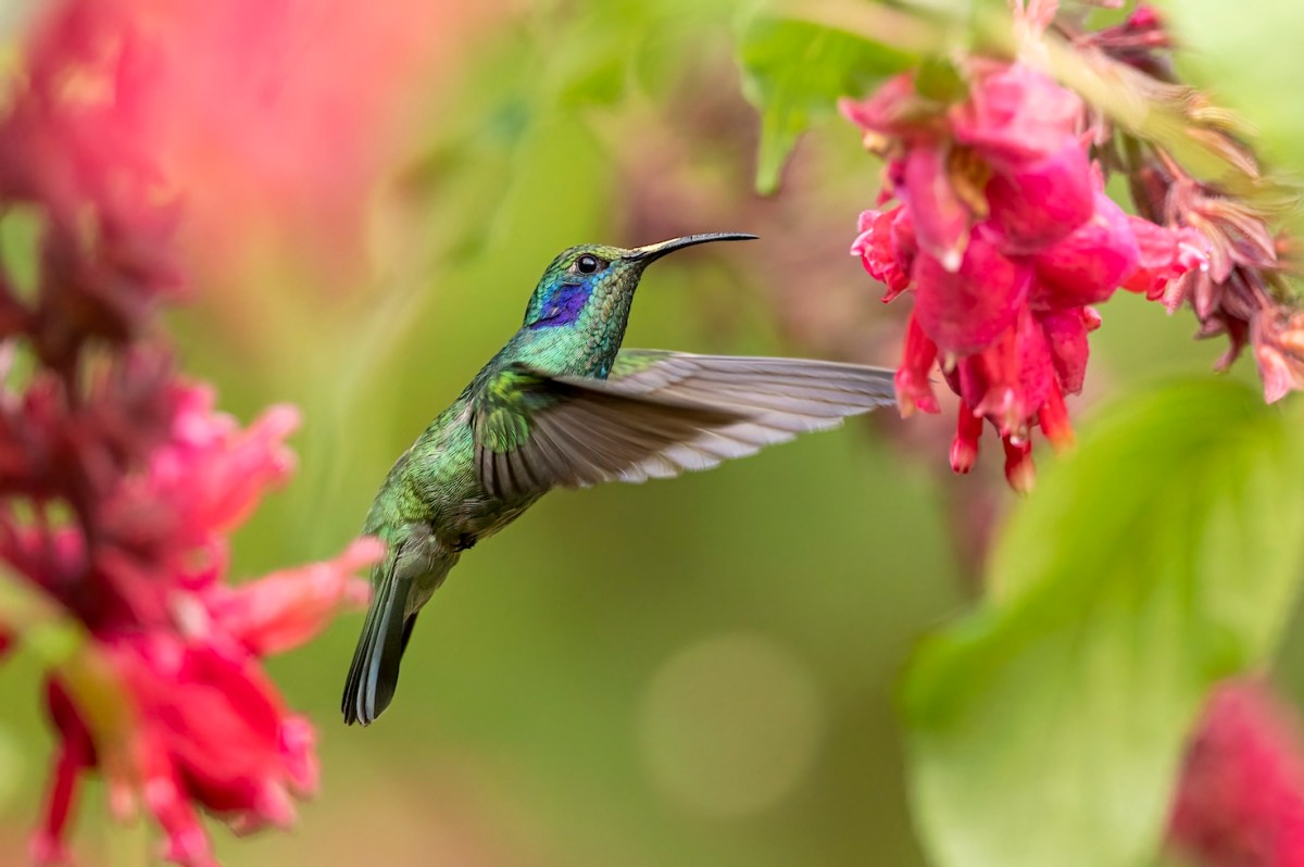 Iowa Hummingbirds Are Headed To The Hawkeye State This Spring