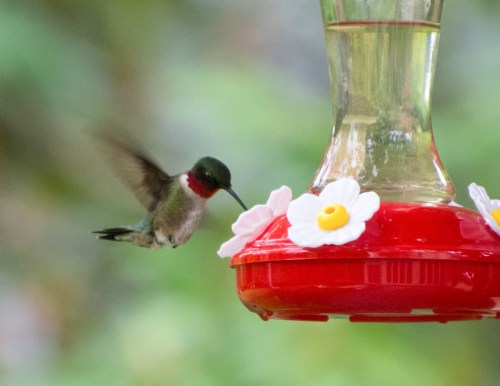 The Best Time to See Hummingbirds in Vermont