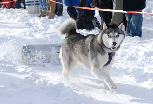 Sandpoint Winter Carnival: Idaho's Biggest Winter Festival