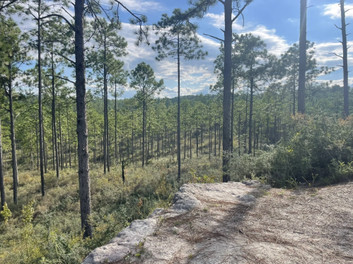 The Most Romantic Hiking Trail in Louisiana: Longleaf Vista ...