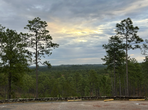The Most Romantic Hiking Trail in Louisiana: Longleaf Vista ...