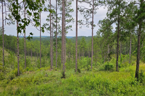 Delhi, LA: Perfect Town For A Weekend Getaway In Louisiana