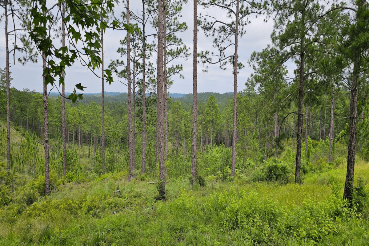 The Most Romantic Hiking Trail in Louisiana: Longleaf Vista ...