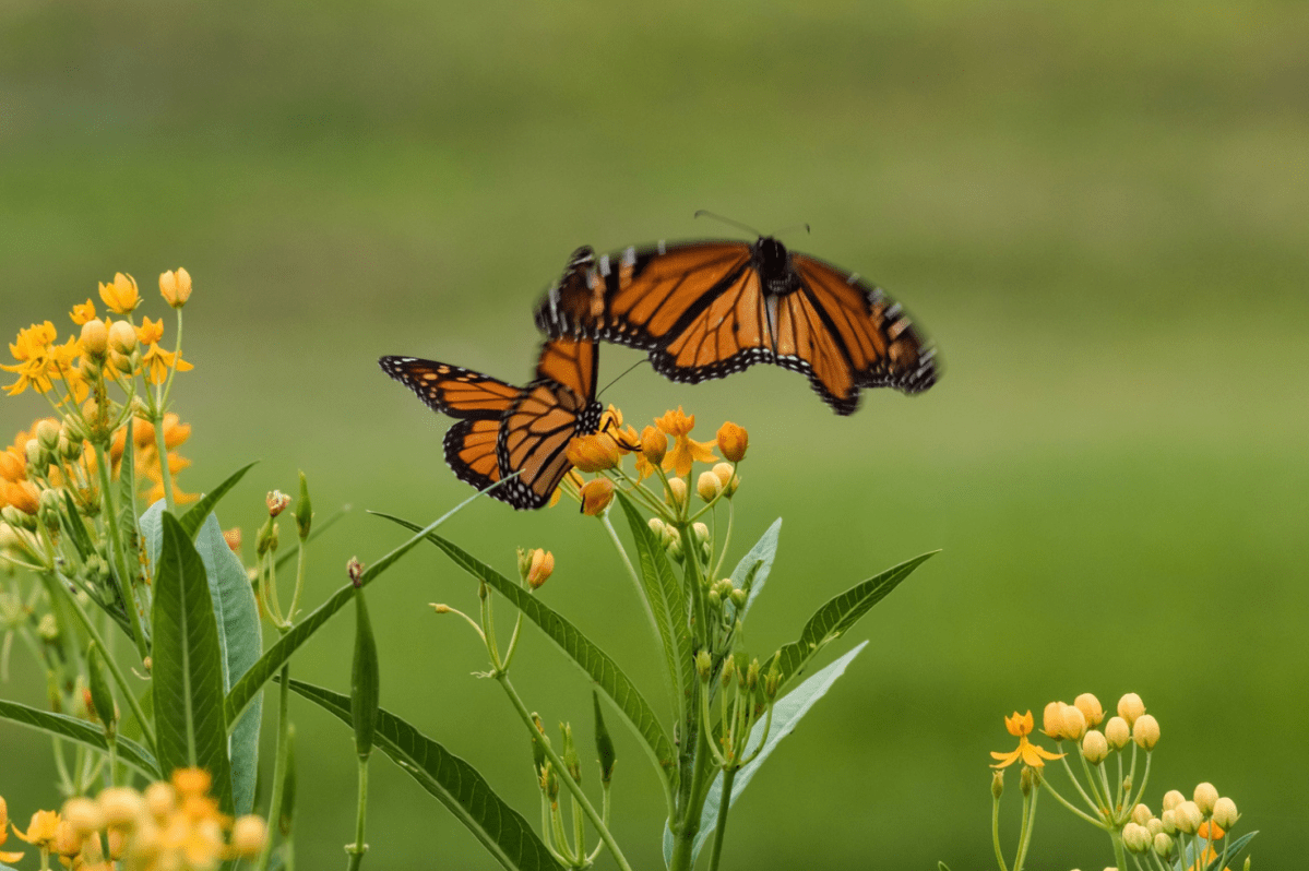 Spring Is the Best Time To See Monarch Butterflies in Massachusetts