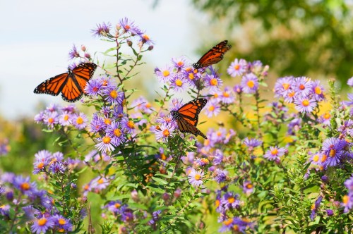 Monarch Butterflies in North Carolina: Watch for These Winged Creatures ...