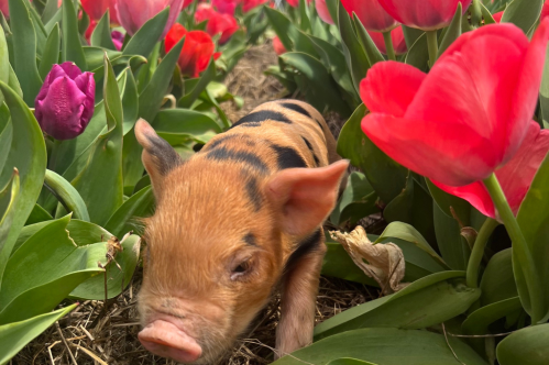 Gooseberry Bridge Farm: Visit a Flower Farm With Baby Animals in ...