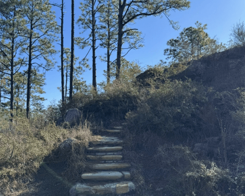 The Most Romantic Hiking Trail in Louisiana: Longleaf Vista ...