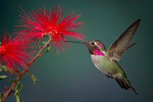 What Is The Best Time To See Hummingbirds In Texas?