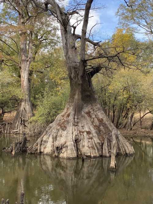 Louisiana Road Trip Ideas: 12 Best Road Trips + Itinerary