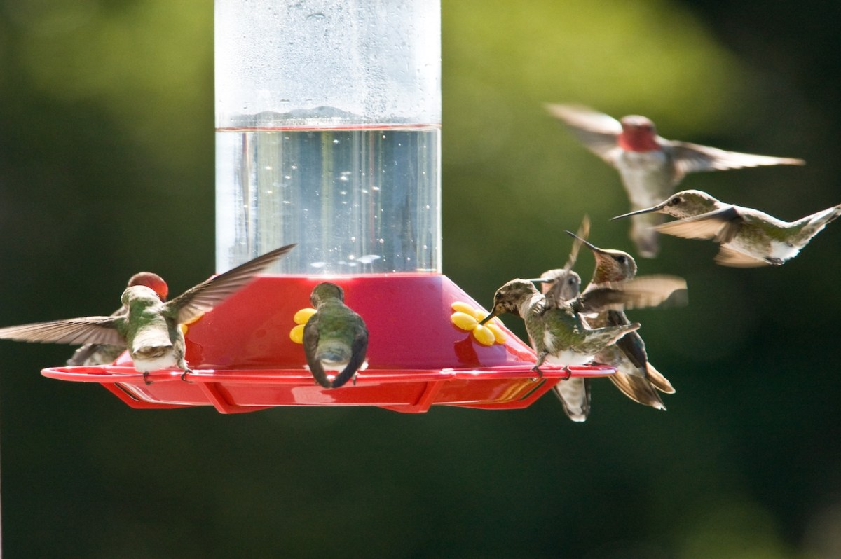 Witness The Return Of Our Beloved Hummingbirds In Tennessee