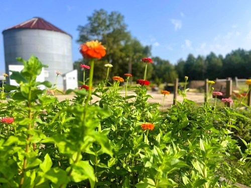 Tulip Festival in Louisiana: Yellow Van Farms in Loranger