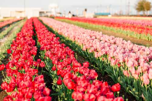 Tulip Festival Near Me Austin: Tulipalooza at Getzendaner Park, Waxahachie