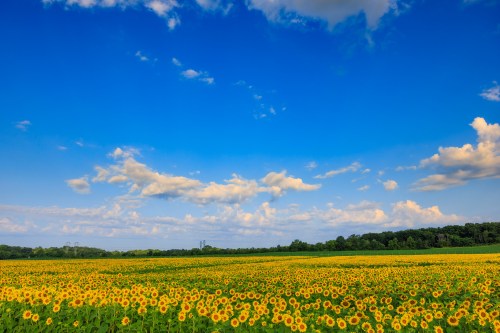 Tulip Farm Near Me in Virginia: Burnside Farms in Nokesville