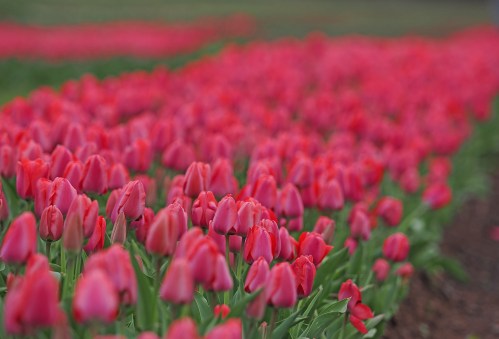Tulip Farm Near Me in Virginia: Burnside Farms in Nokesville