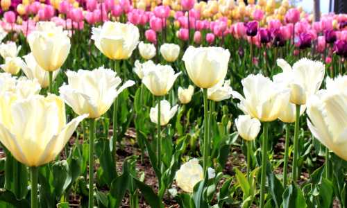 Tulip Farm Near Me in Minnesota: Minnesota Landscape Arboretum, Chanhassen
