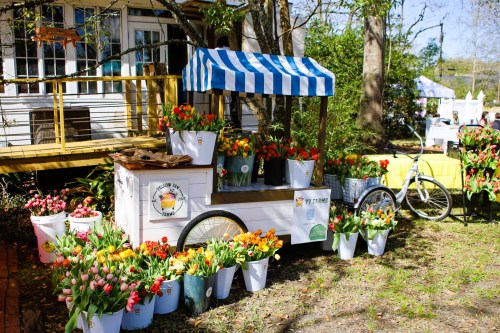 Tulip Festival in Louisiana: Yellow Van Farms in Loranger