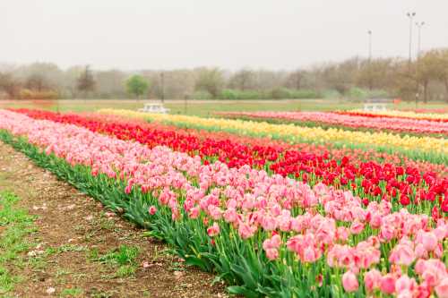 Tulip Festival Near Me Austin: Tulipalooza at Getzendaner Park, Waxahachie