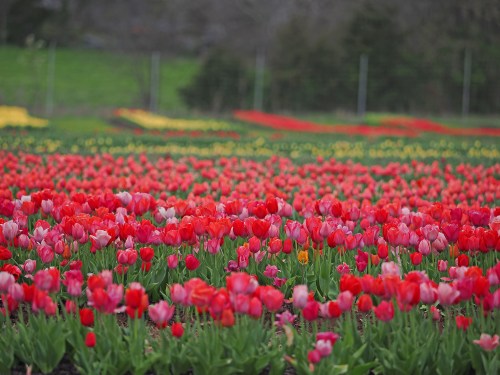 Tulip Farm Near Me in Virginia: Burnside Farms in Nokesville