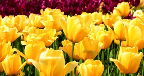 Savor Spring Tulips at the Minnesota Landscape Arboretum
