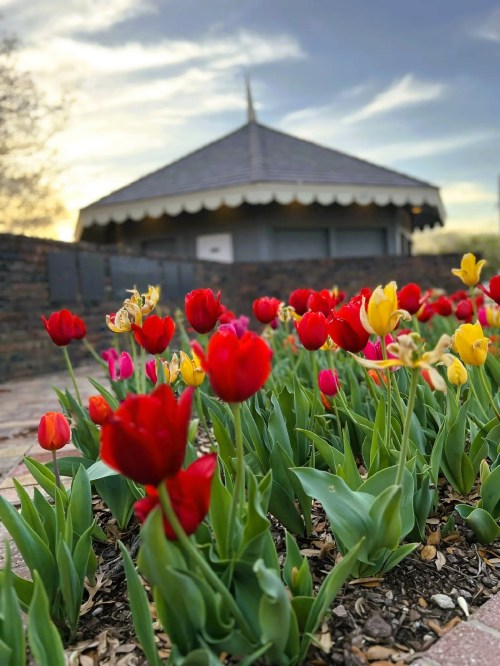 Tulip Festival Near Me Austin: Tulipalooza at Getzendaner Park, Waxahachie