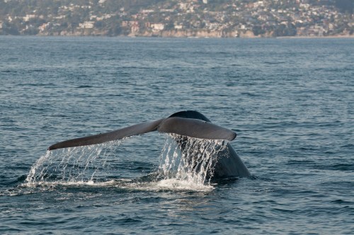 Festival of Whales in Southern California: Best Spring Festival in Dana ...