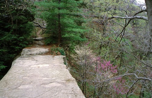 This Is Indiana's Most Breathtaking Old-Growth Forest