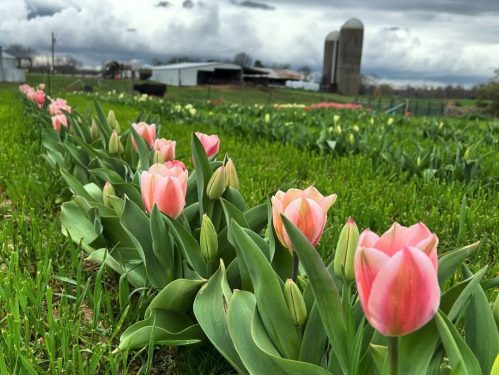 The Tulips at Ruby Branch Farms in Kentucky are Stunning