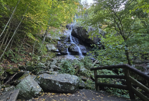 Old-Growth Forest in Virginia: Explore North Creek Conservation Area ...