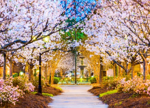 15 Unexpected Places To View Cherry Blossoms in the U.S. This Spring