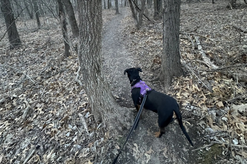 Discover Sabula Island: Iowa's Hidden Gem