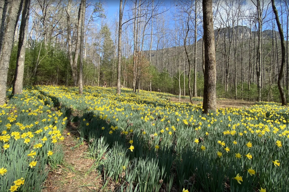 Best Springtime Hike in North Carolina: Explore the Daffodil Flats in ...