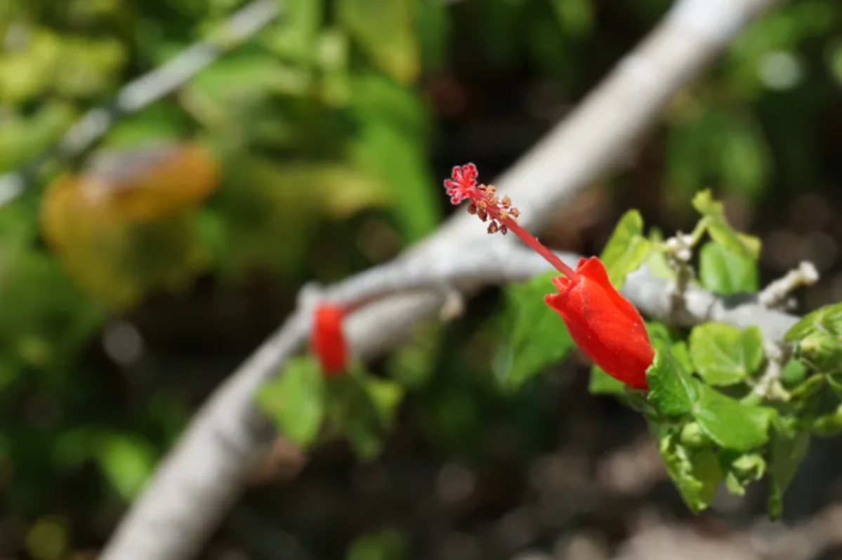 Key West Trip Ideas: Visit A Blooming Botanical Garden