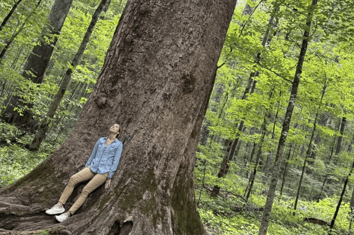 Best Old-Growth Forest in North Carolina: Visit the Joyce Kilmer ...