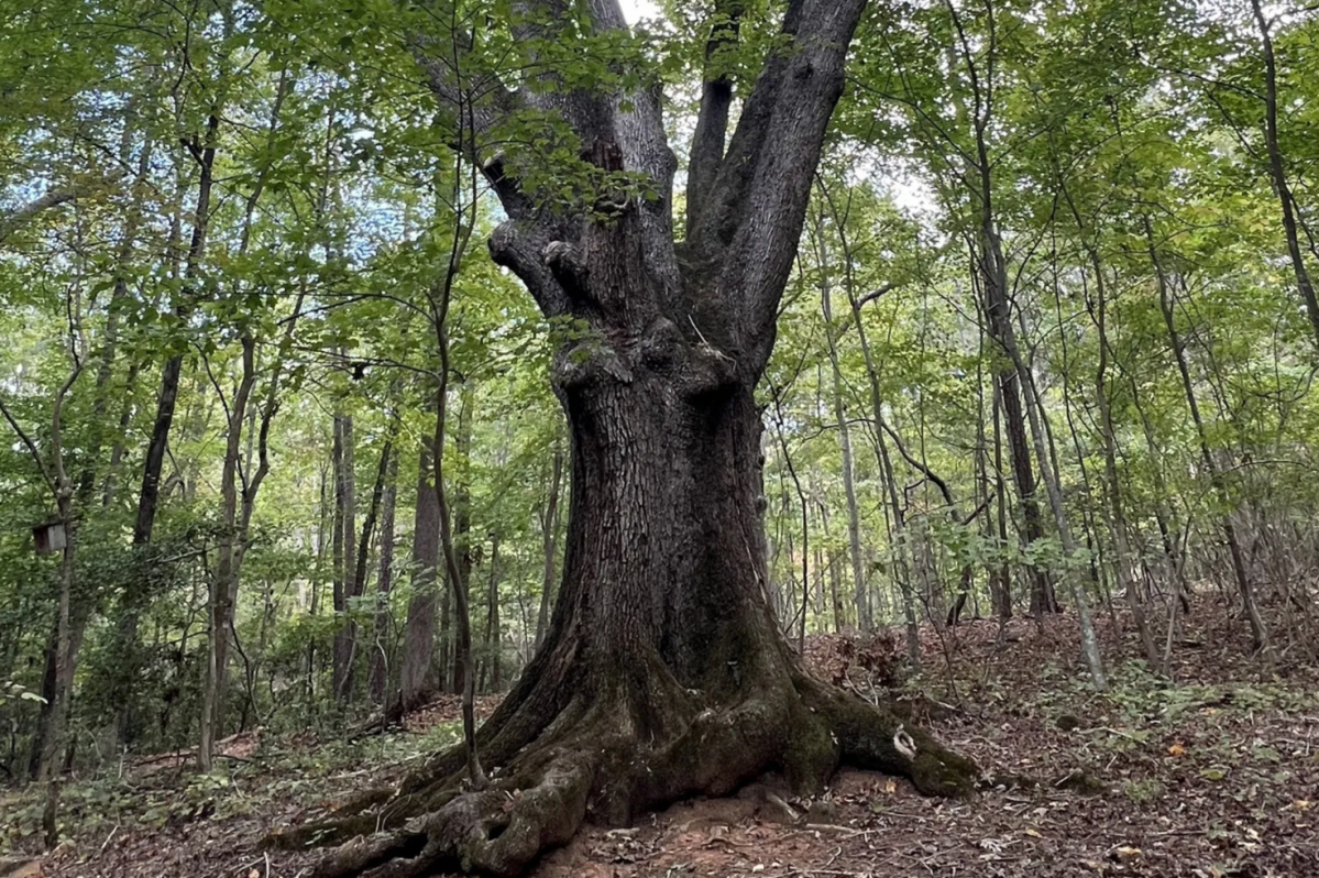 Old-Growth Trees in Georgia: Visit Chicopee Woods Nature Preserve in ...