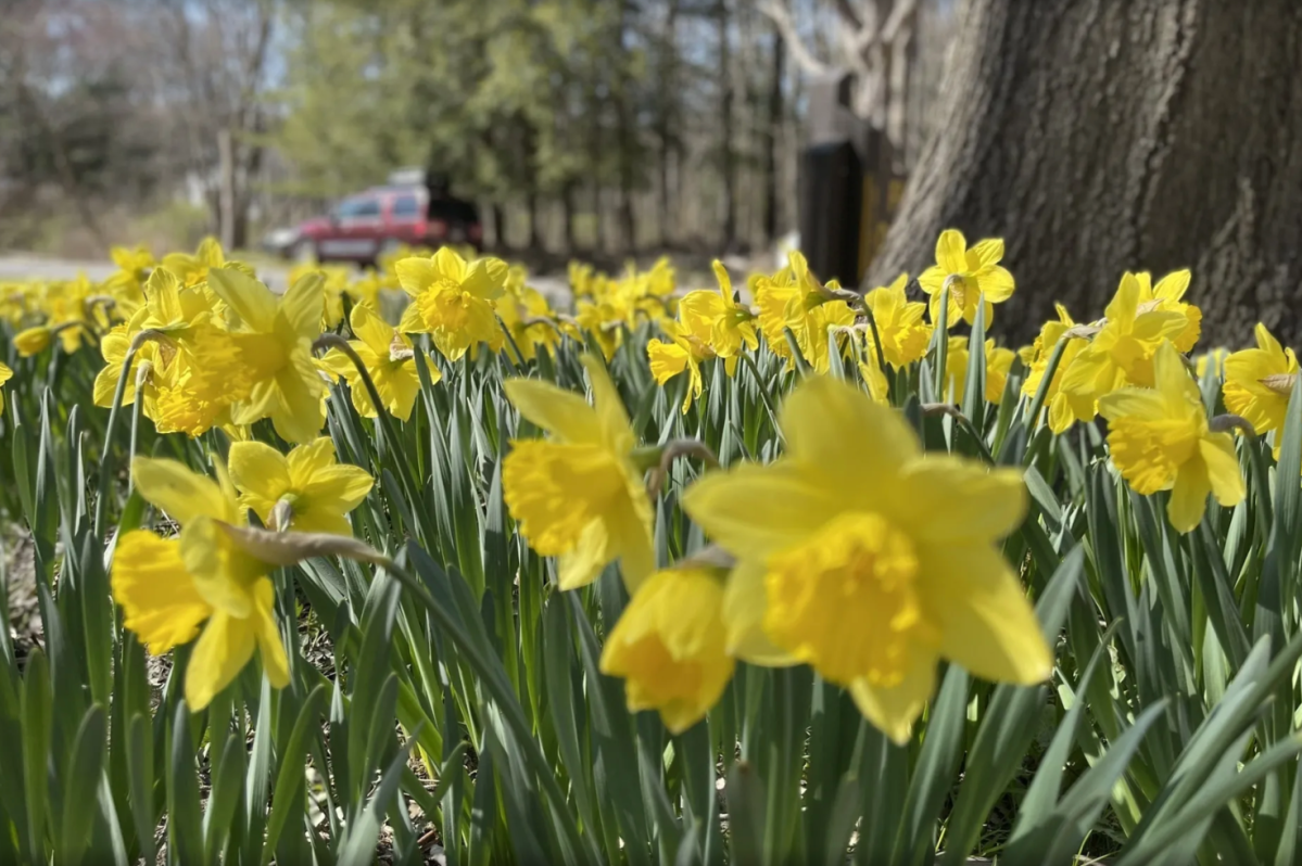 Best Springtime Hiking Trails in Ohio: Daffodil Trail at Furnace Run ...