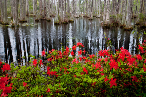 There Are So Many Things To Do In Cope, South Carolina