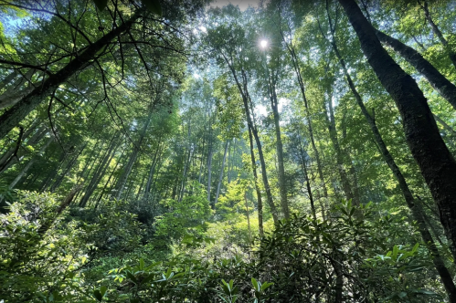 Mount Storm Lake In West Virginia Has Warm Water All Year