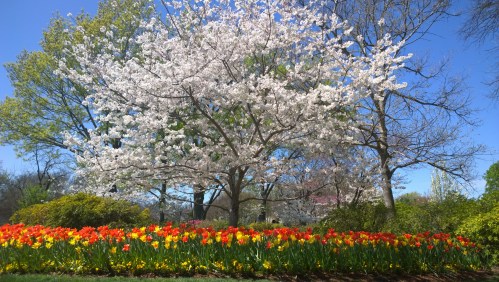 15 Unexpected Places To View Cherry Blossoms in the U.S. This Spring