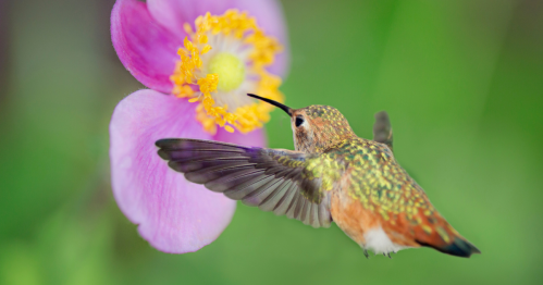 Wyntoon Is A Little-Known Hidden Castle In Northern California