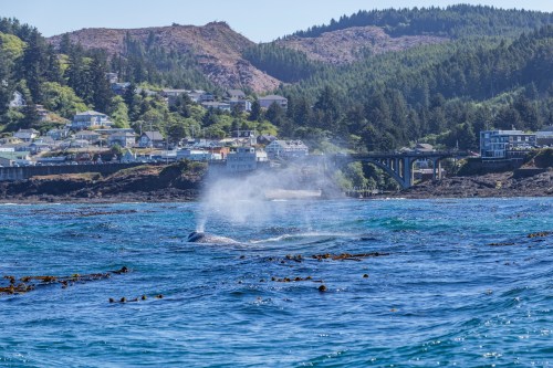 7 Best Spring Break Destinations in Oregon