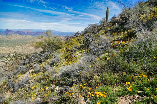 Saguaro National Park: Most Beautiful National Park in Arizona to ...
