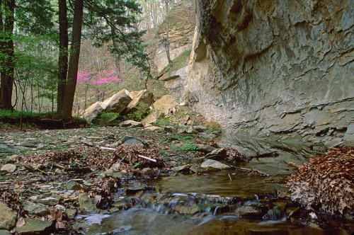 This Is Indiana's Most Breathtaking Old-Growth Forest