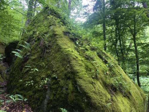 This Is Ohio’s Most Astonishing State Forest