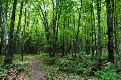Hop Aboard 6 Of The Best Scenic Train Rides In Michigan ASAP