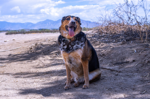 The Best Dog-Friendly Hikes Near Tucson, Arizona for an Outdoor Adventure