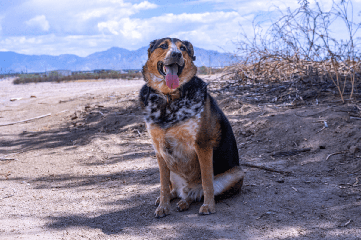 アリゾナ州ツーソンの近くで屋外の冒険のために最高の犬にやさしいハイキング